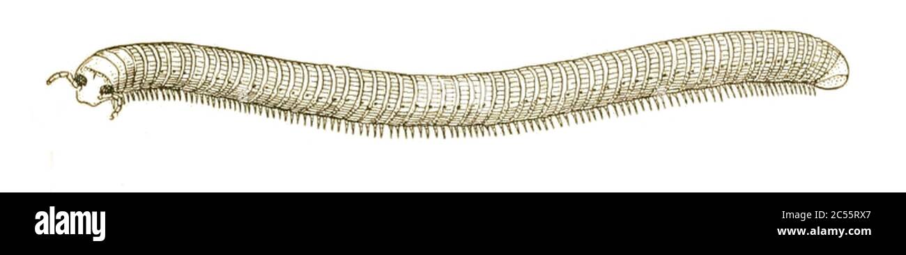 Iulus hi-res stock photography and images - Alamy