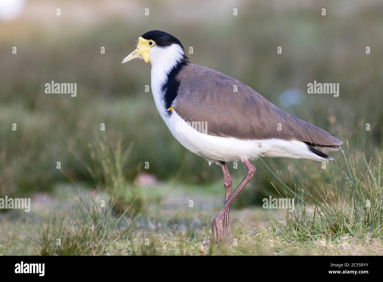 Masked Lapwing standing on one leg Stock Photo - Alamy