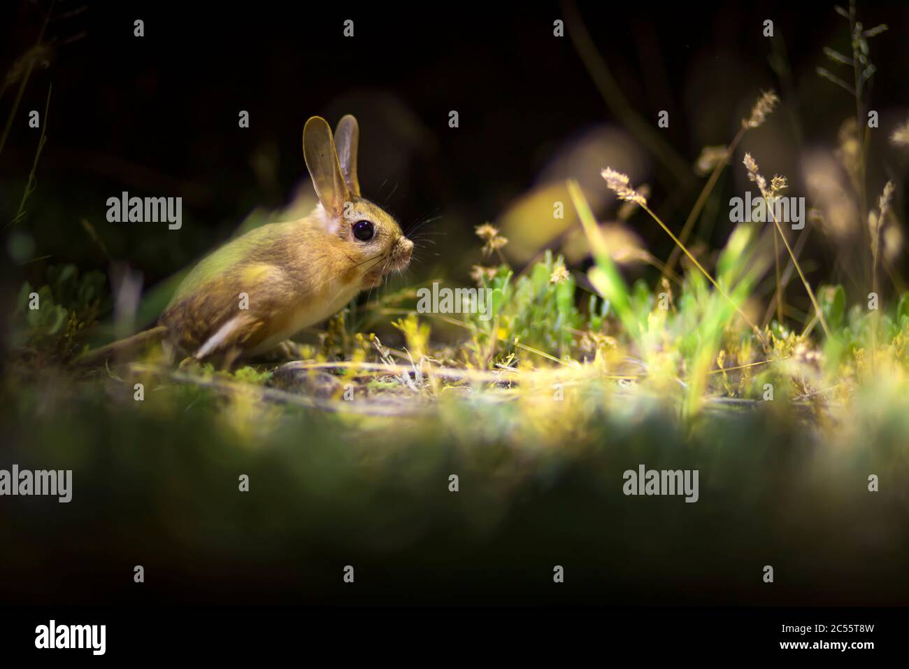 Cute animal. Williams Jerboa, Allactaga williamsi. Green nature habitat ...