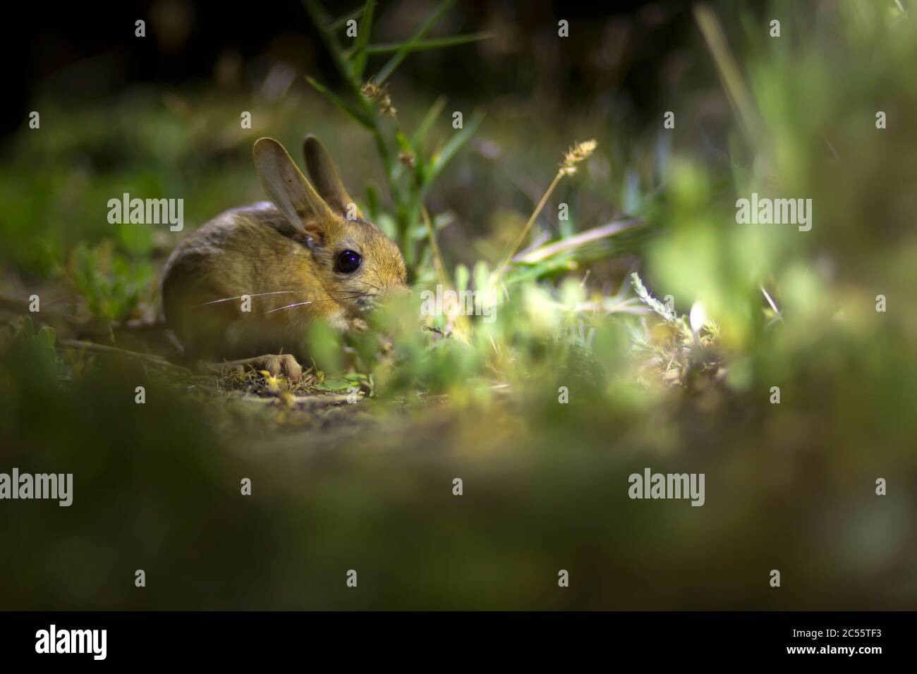 Cute animal. Williams Jerboa, Allactaga williamsi. Green nature habitat ...