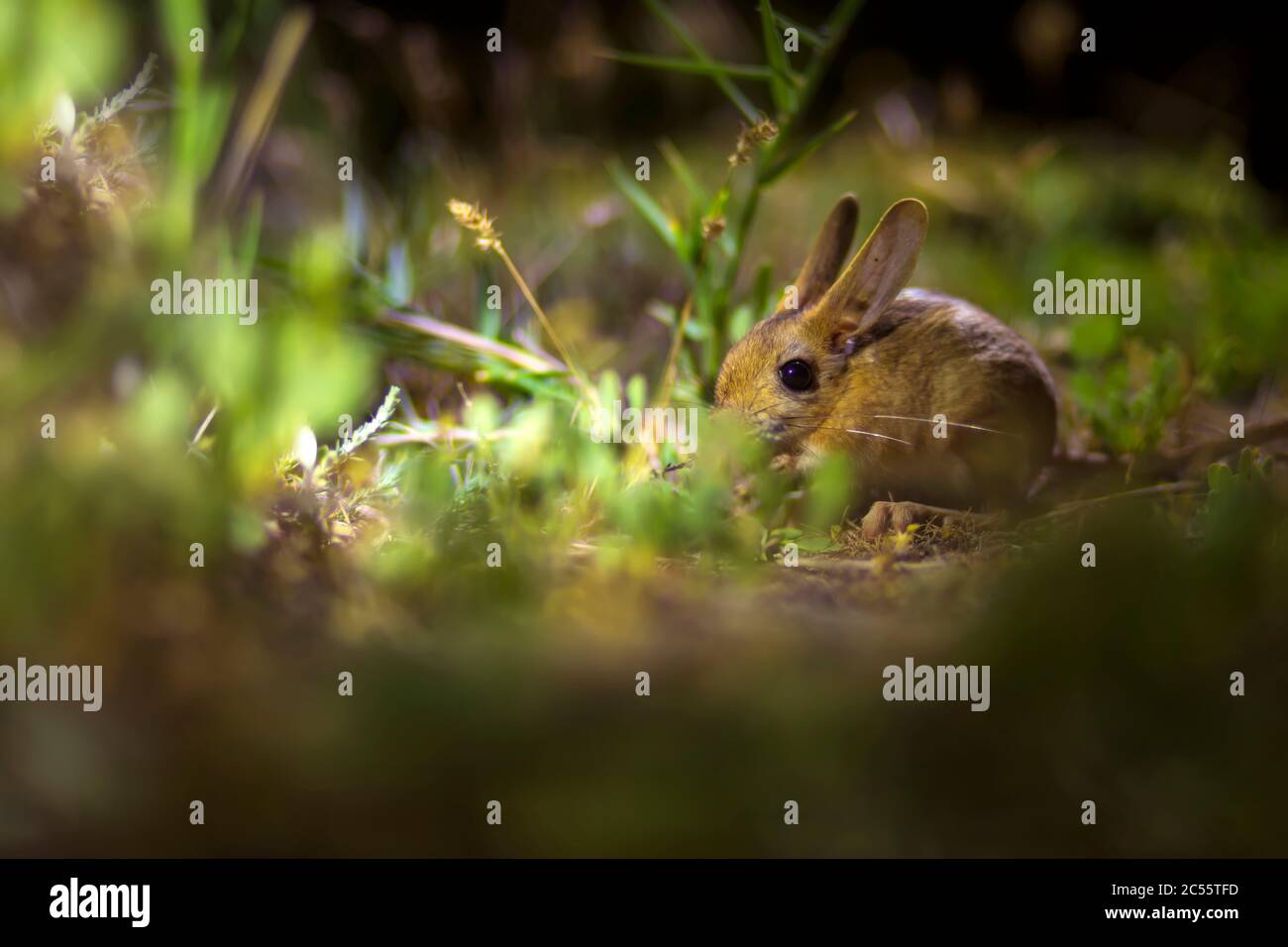 Cute animal. Williams Jerboa, Allactaga williamsi. Green nature habitat ...