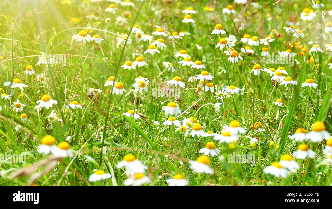 Field of daisies in spring Stock Photo - Alamy