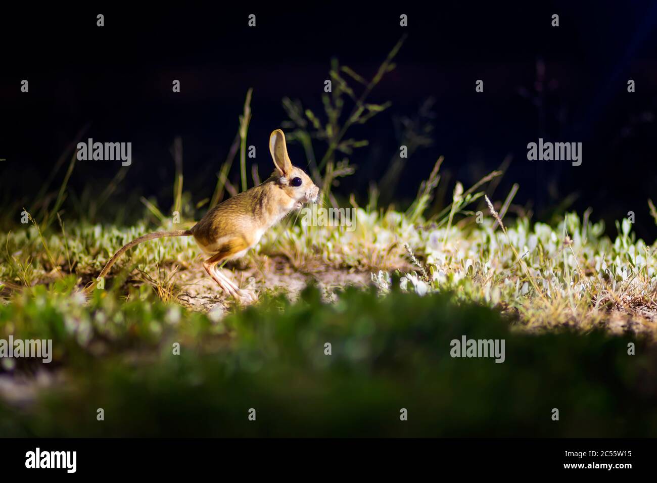 Cute animal. Williams Jerboa, Allactaga williamsi. Green nature habitat ...