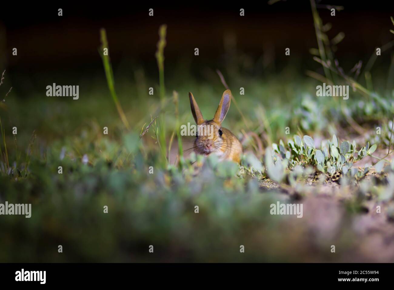 Cute animal. Williams Jerboa, Allactaga williamsi. Green nature habitat ...