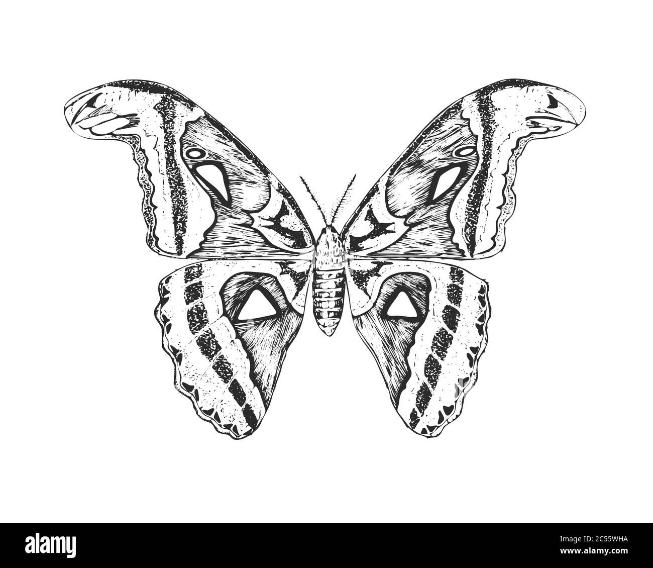 Butterfly or wild insects. Atlas moth. Mystical symbol or entomological ...