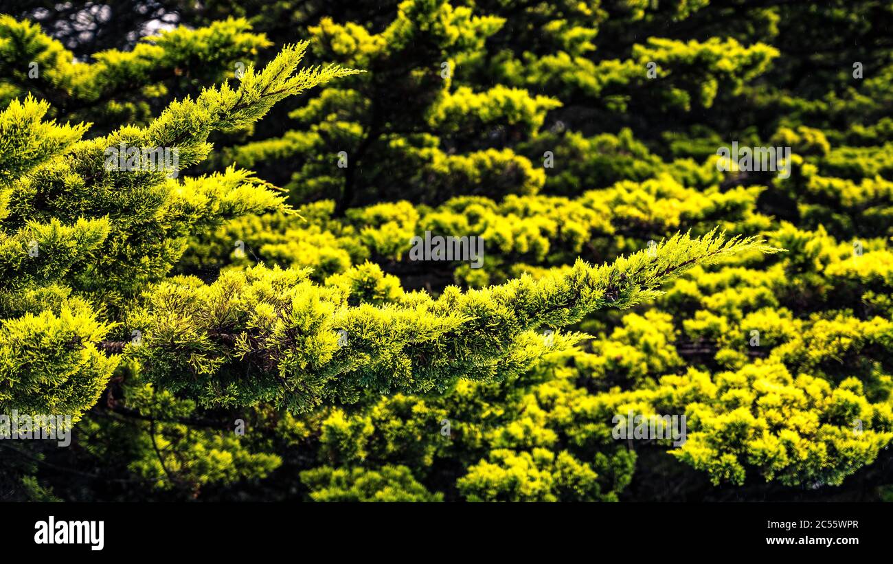 Closeup shot of the green forest in Tégastel, Bretagne, France Stock ...