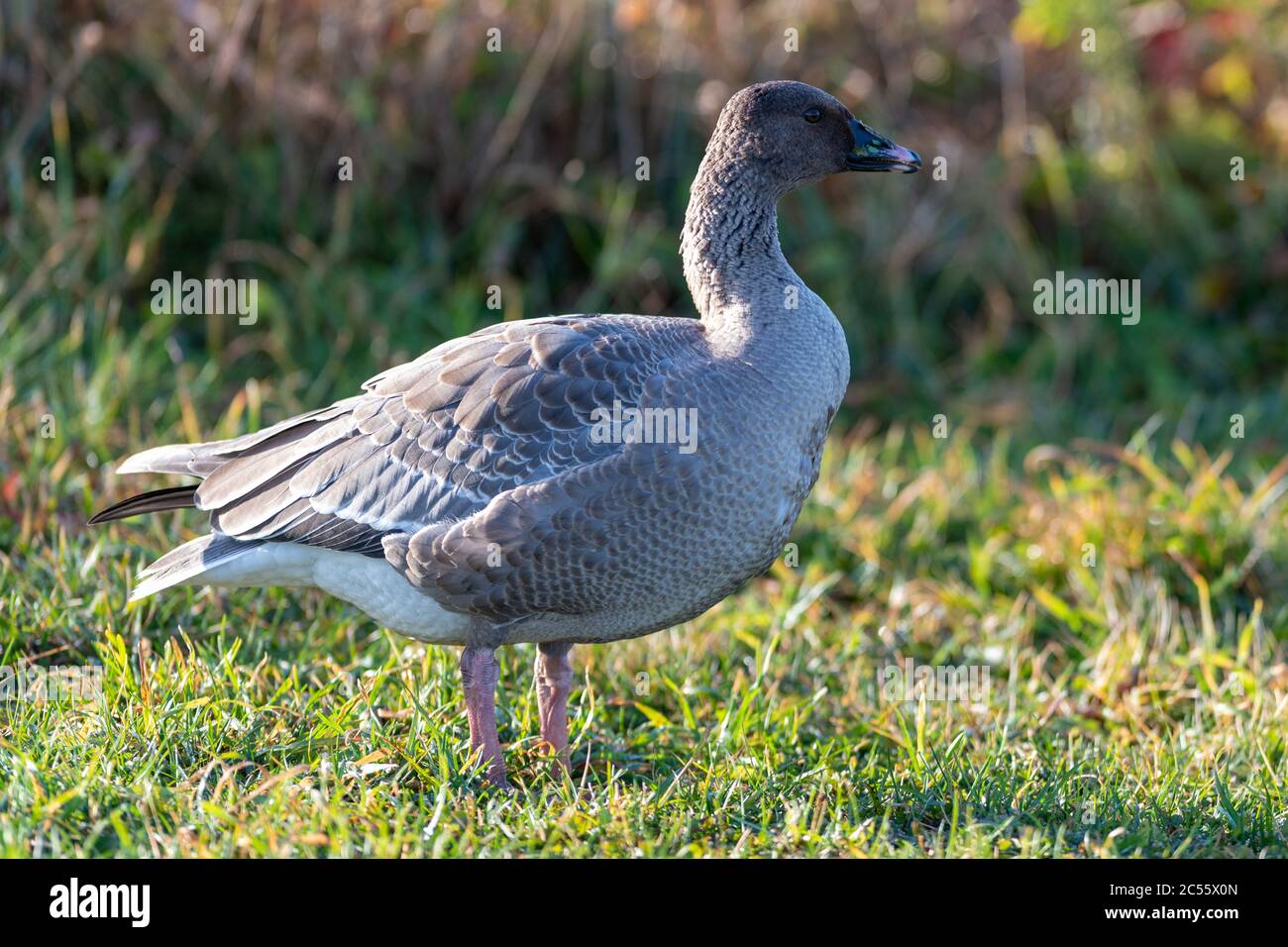 Grey legged goose hi-res stock photography and images - Alamy