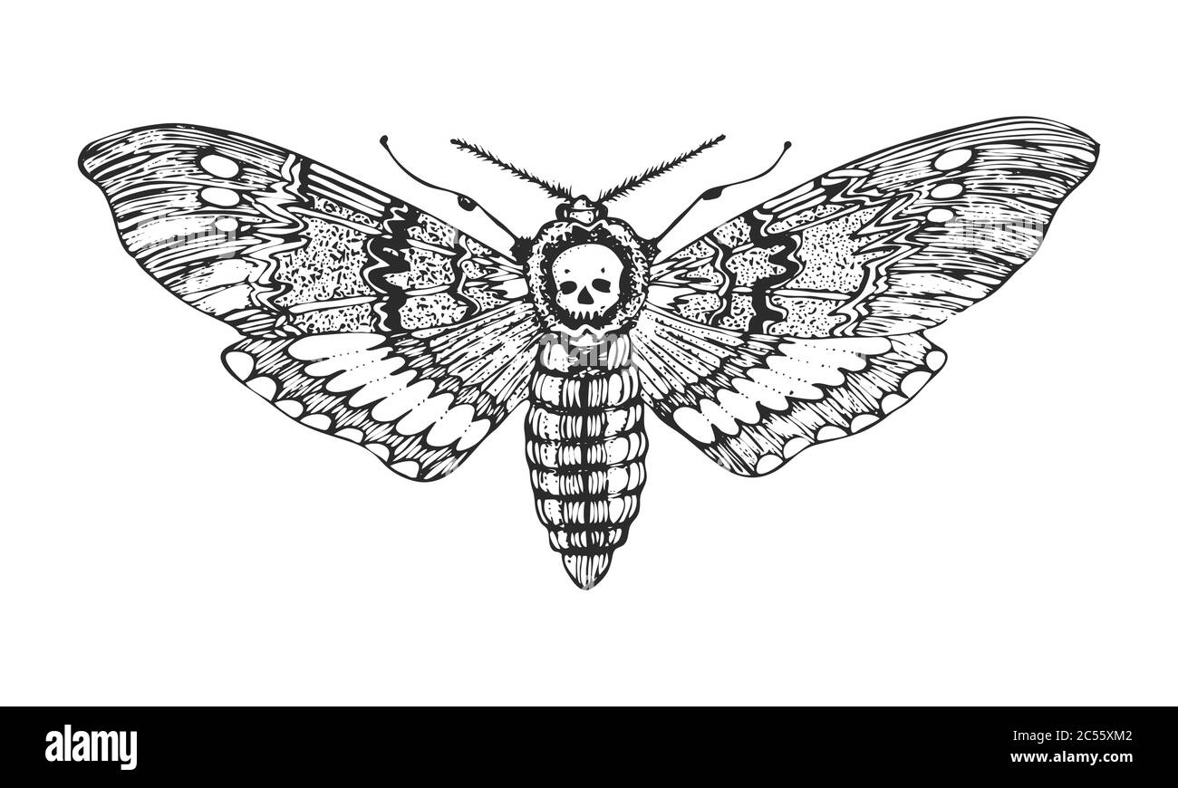Butterfly or wild moths insects. Death s head hawkmoth. Mystical symbol ...
