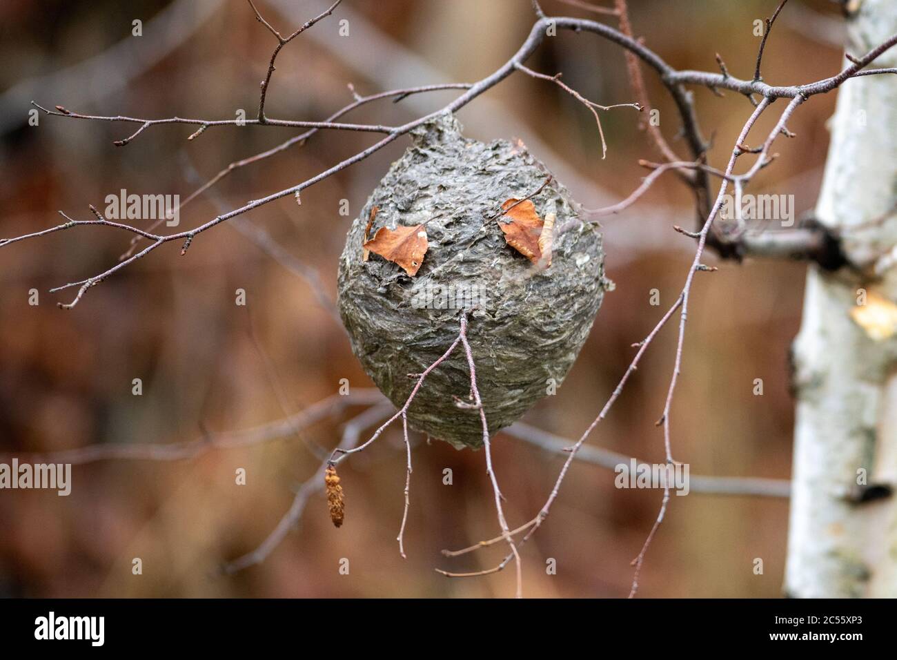 Hornets nest in a tree hi-res stock photography and images - Alamy