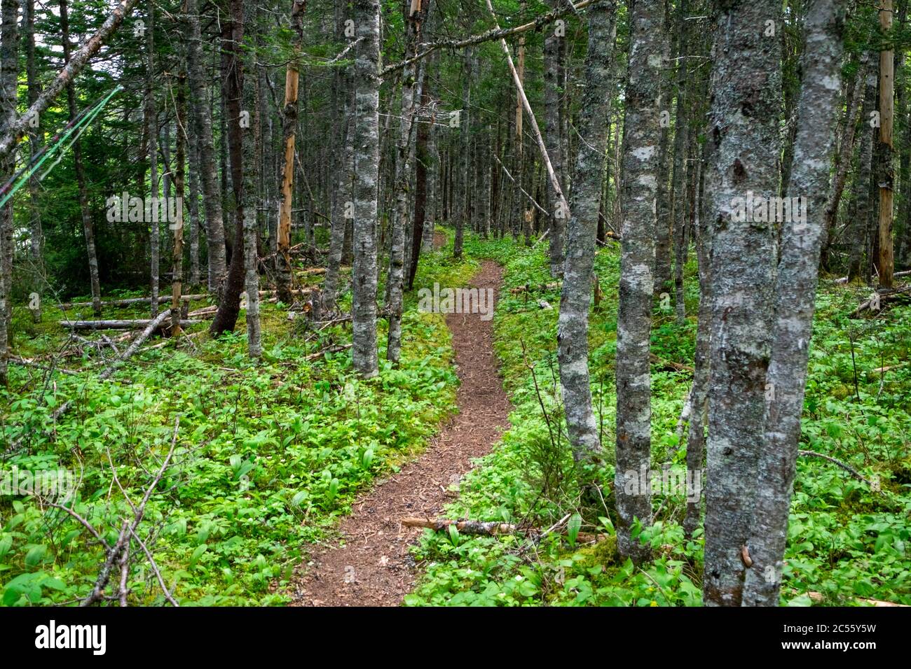 A footpath through a wooded area. The tree trunks are coniferous with ...