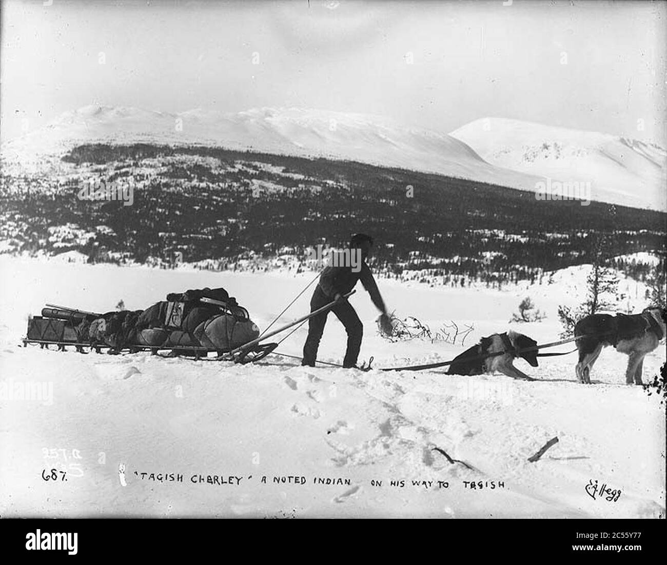 Indian known as Tagish Charley hauling a sled of supplies with his dogs ...