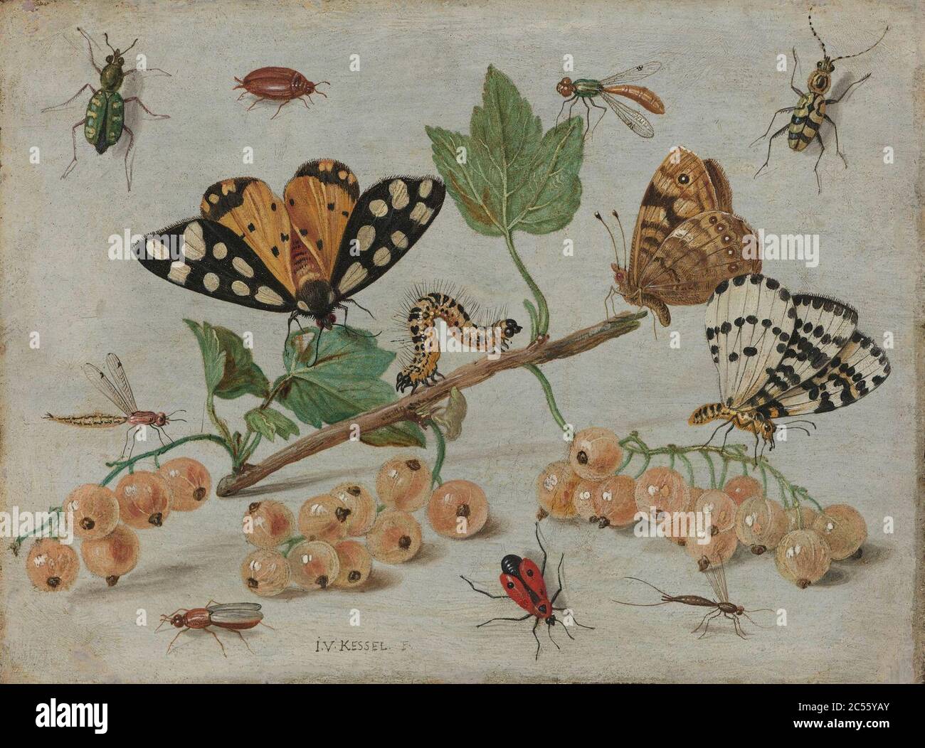 Insecten hi-res stock photography and images - Alamy