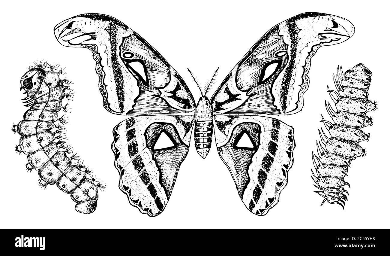 Butterfly or wild moths and caterpillars insects. Mystical symbol or ...