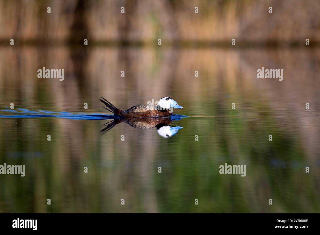 Duck swimming in lake. Cute blue billed duck. Green water reflections ...