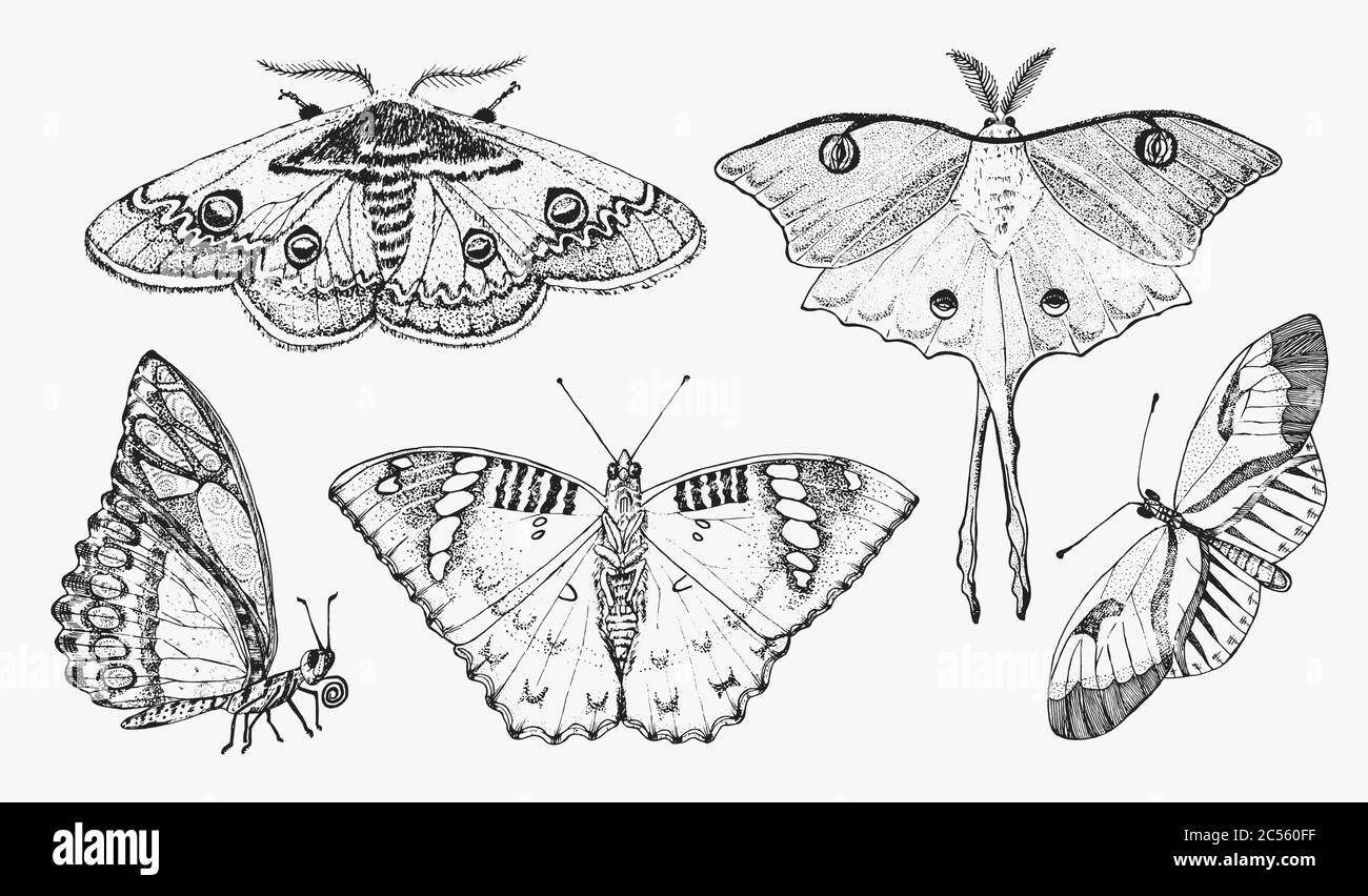 Butterfly or wild moths insects. Mystical symbol or entomological of ...