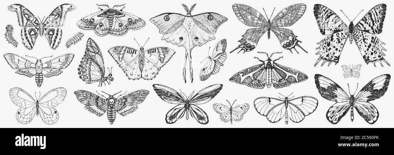 Butterfly or wild moths insects. Mystical symbol or entomological of ...