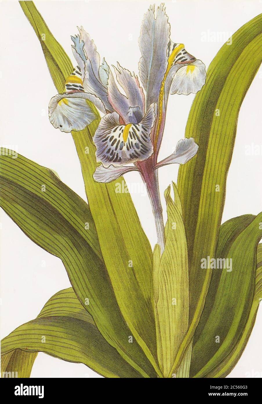 Iris planifolia RHS Stock Photo - Alamy