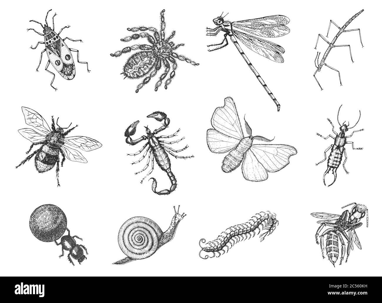 Insects bugs beetles and bees many species in vintage old hand drawn ...