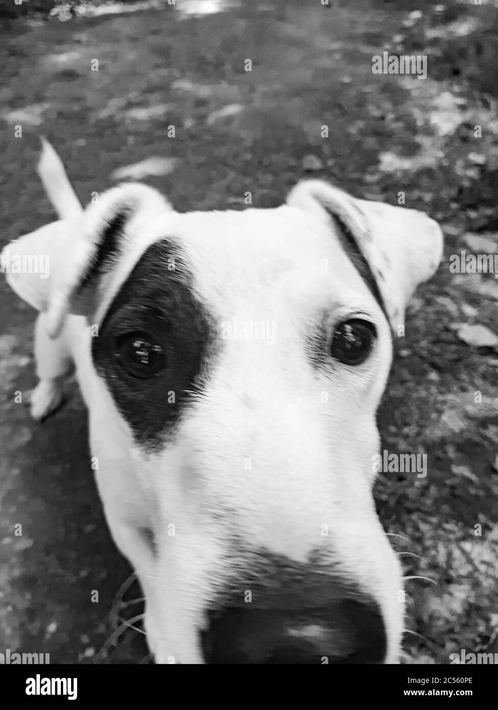 Black And White Mutt Dog