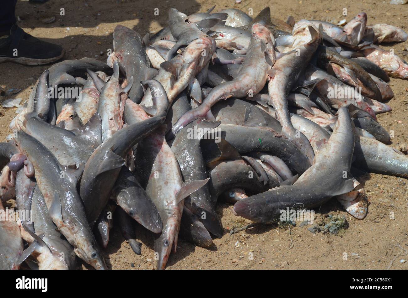 Shark fining in tuna fisheries hi-res stock photography and images - Alamy