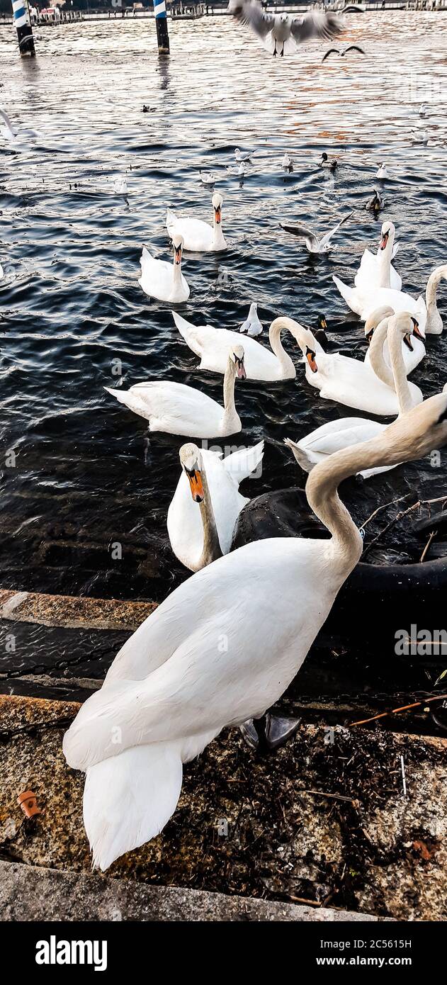 High angle shot of swans and goose group in a reflective lake Stock ...