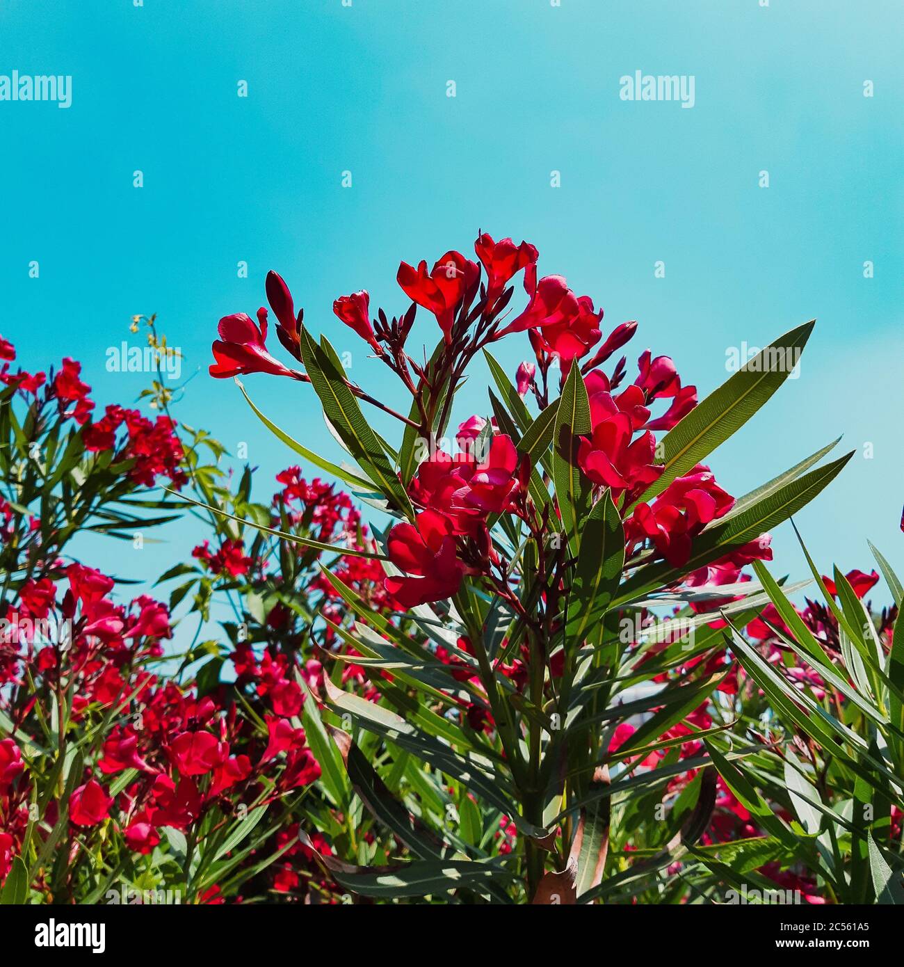 Low angle shot of a red flower bush on a blue sky background Stock ...