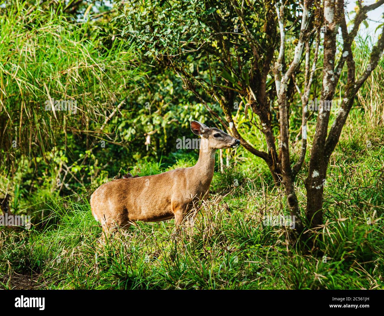 Central america costa rica deer hi-res stock photography and images - Alamy