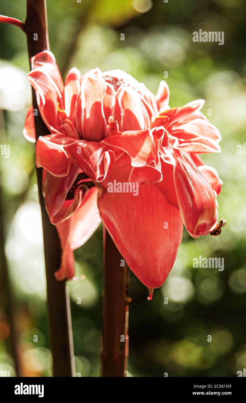 Red torch hi-res stock photography and images - Alamy