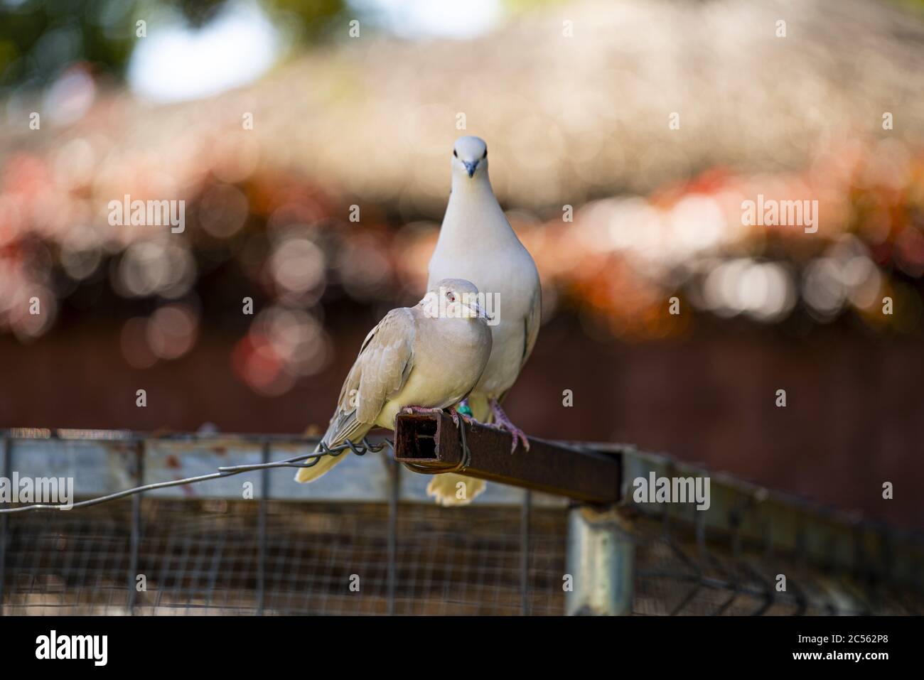 Big doves hi-res stock photography and images - Alamy