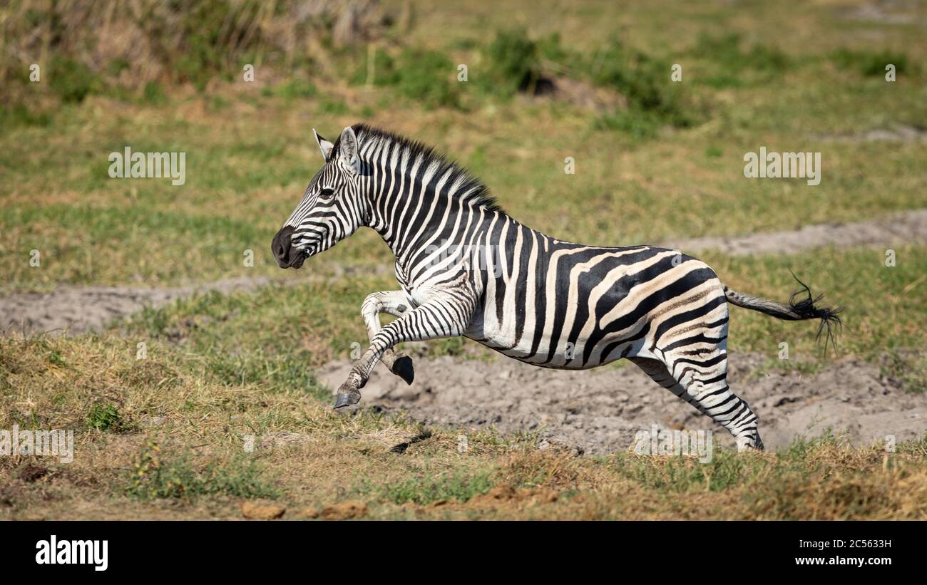 Zebra Galloping High Resolution Stock Photography and Images - Alamy