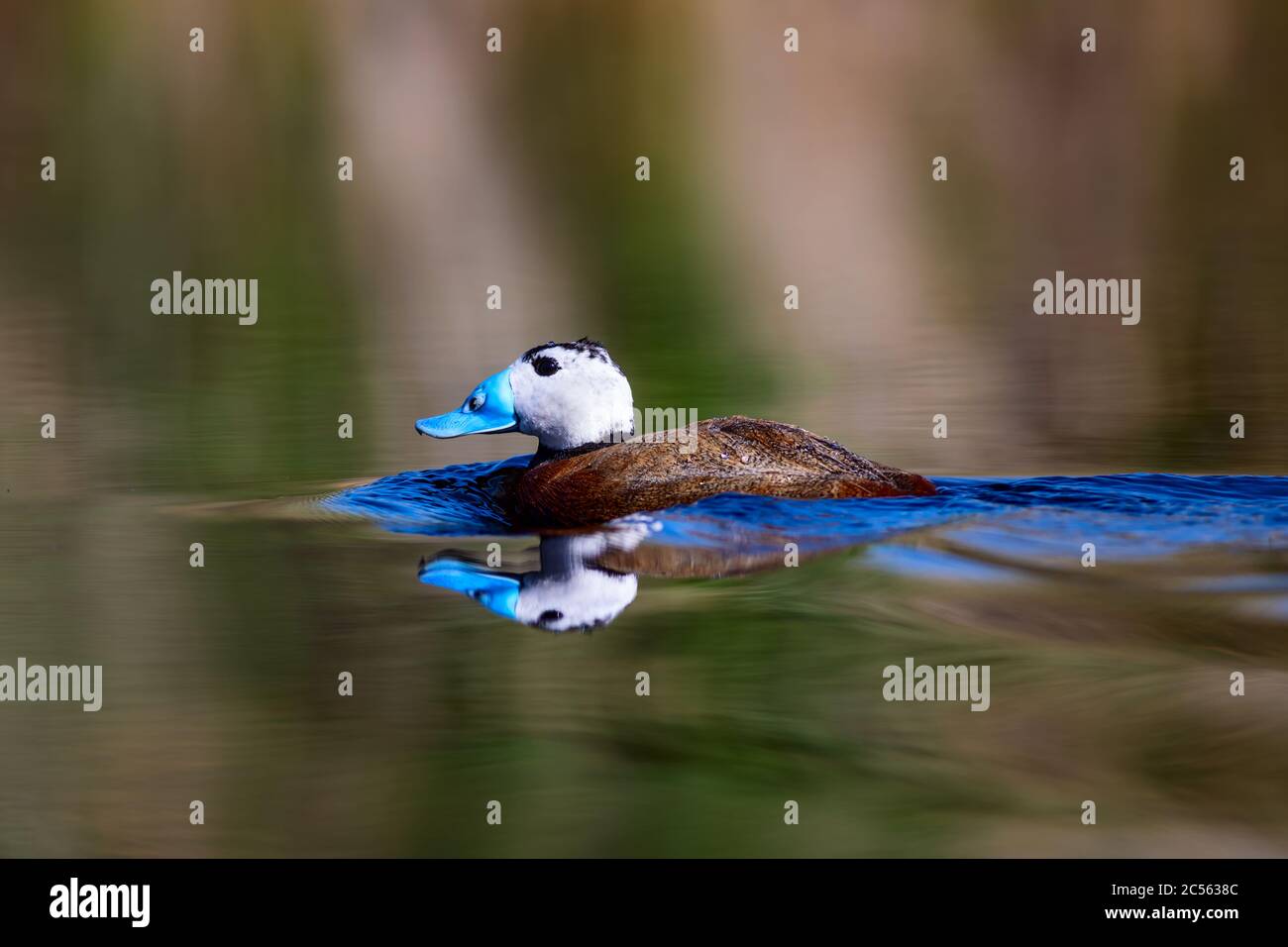Duck swimming in lake. Cute blue billed duck. Green water reflections ...