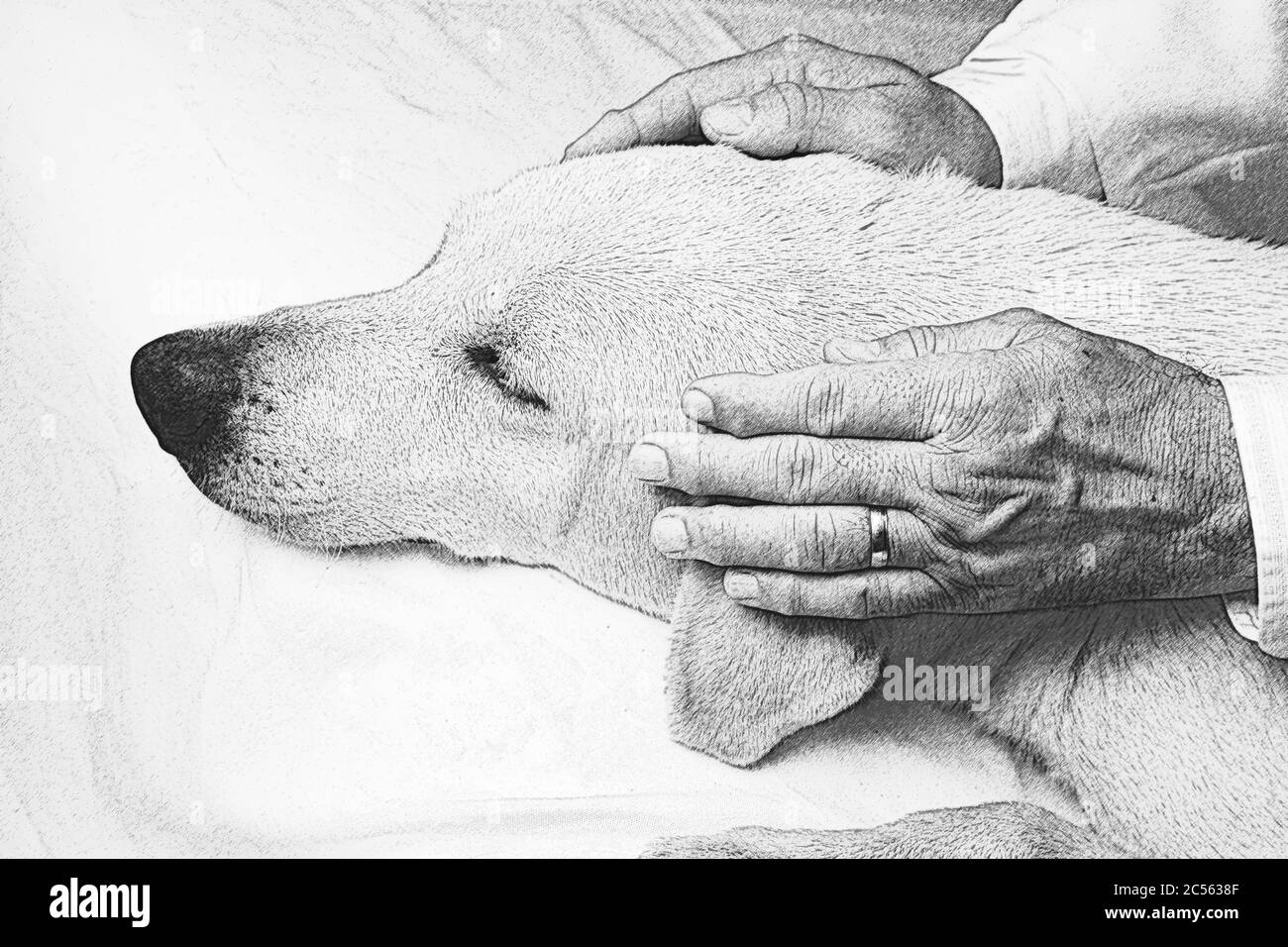 Illustration of Japanese Reiki technique application on a dog Stock ...