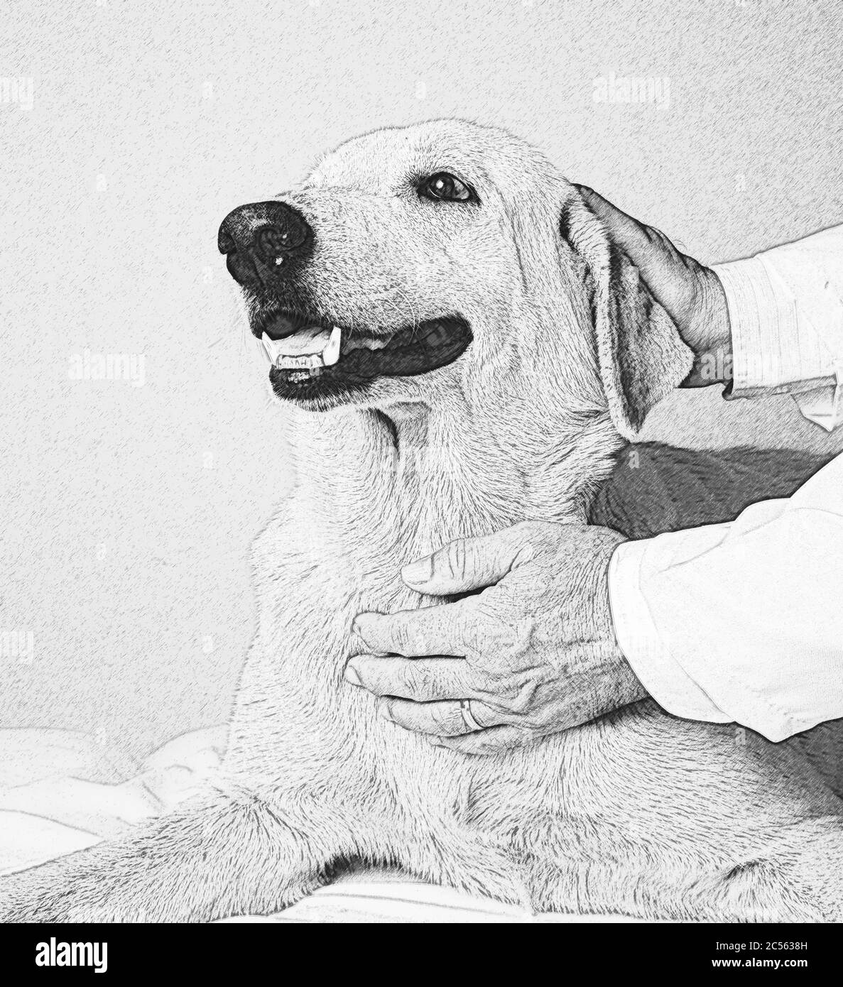 Illustration of Japanese Reiki technique application on a dog Stock ...