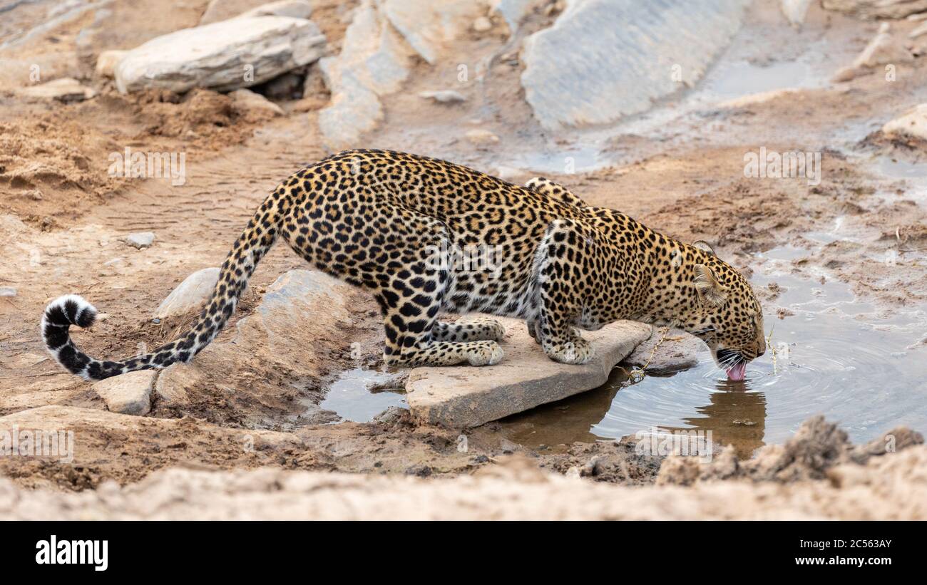 Horizontal view of female leopard drinking water with pink tongue out ...