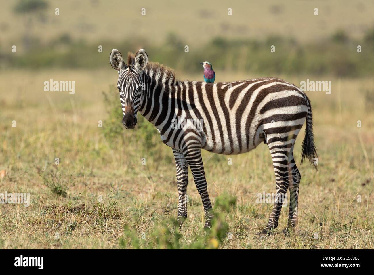 Horizontal view of small baby zebra with a lilac-breasted roller on its ...