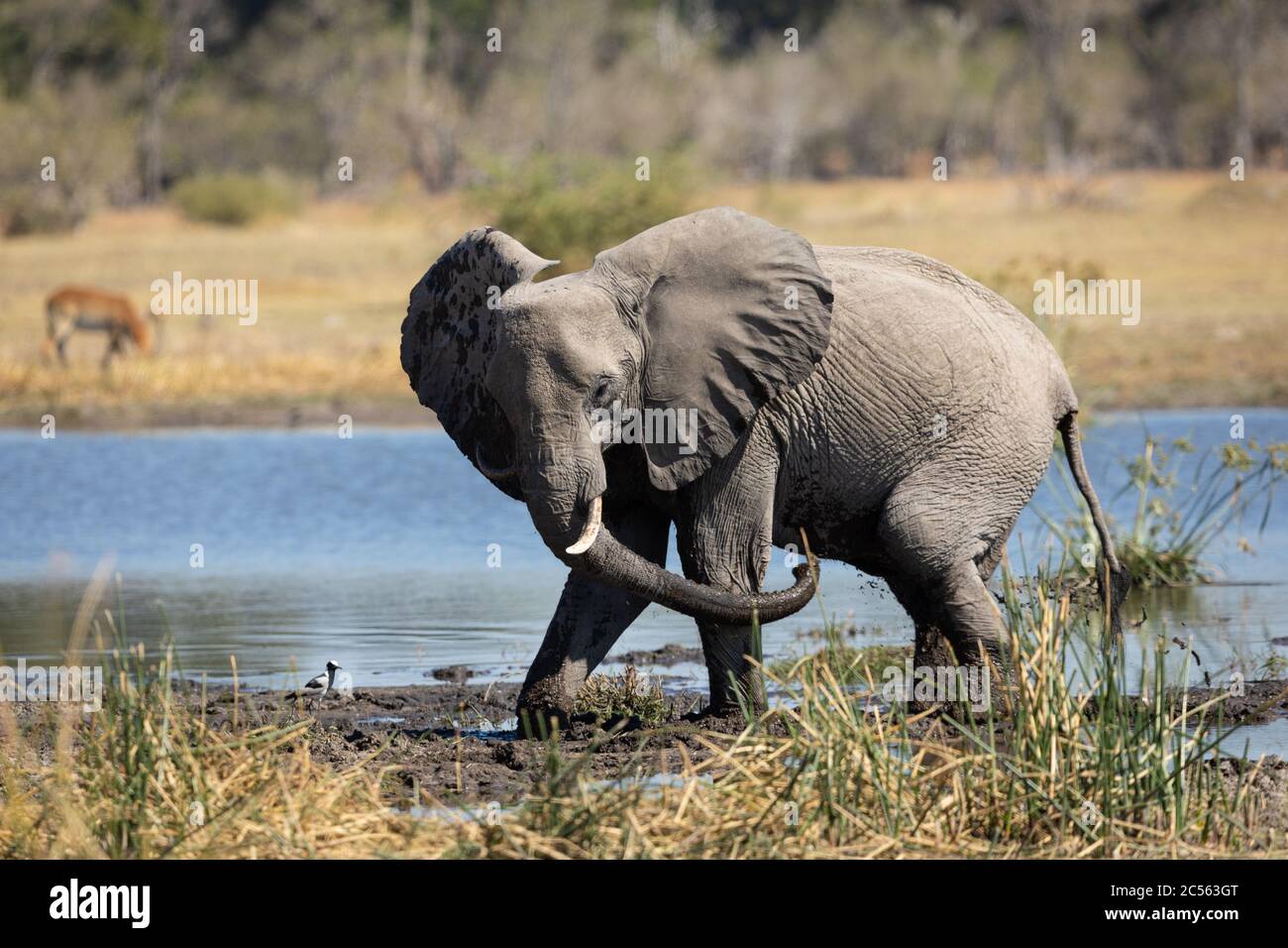 Young elephant waving its trunk standing at the muddy edge of water in ...