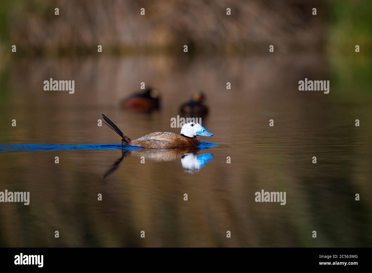 Duck swimming in lake. Cute blue billed duck. Green water reflections ...