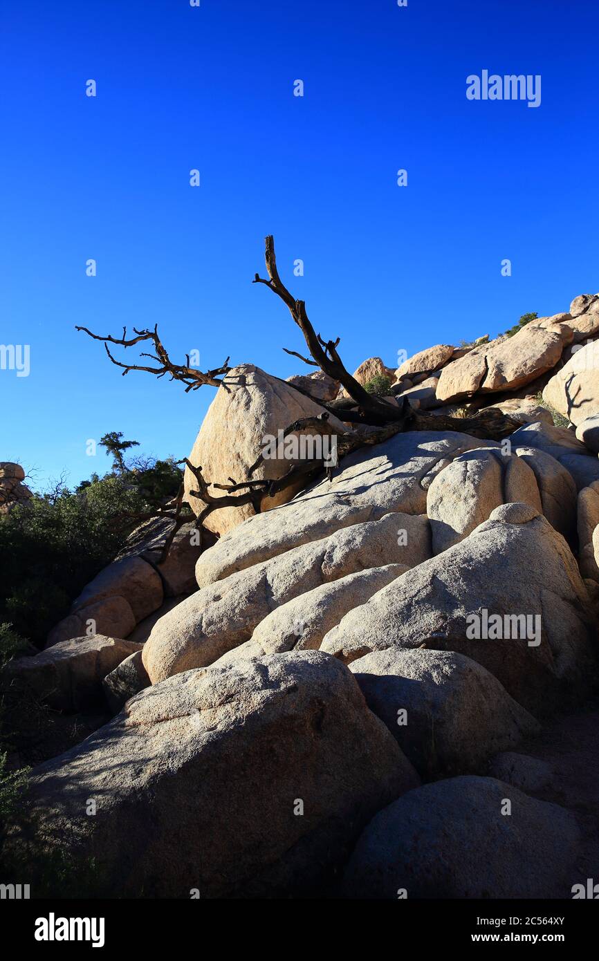 Barker Dam Hike, Joshua Tree National lPark, California Stock Photo - Alamy