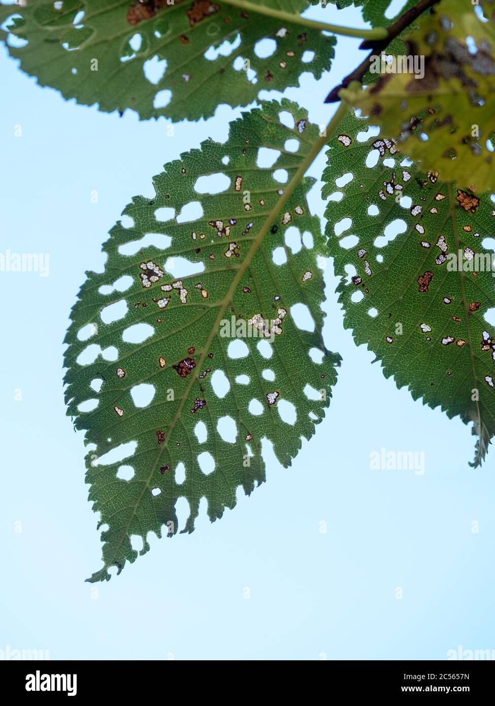 Insect holes in Autumn leaves Stock Photo - Alamy