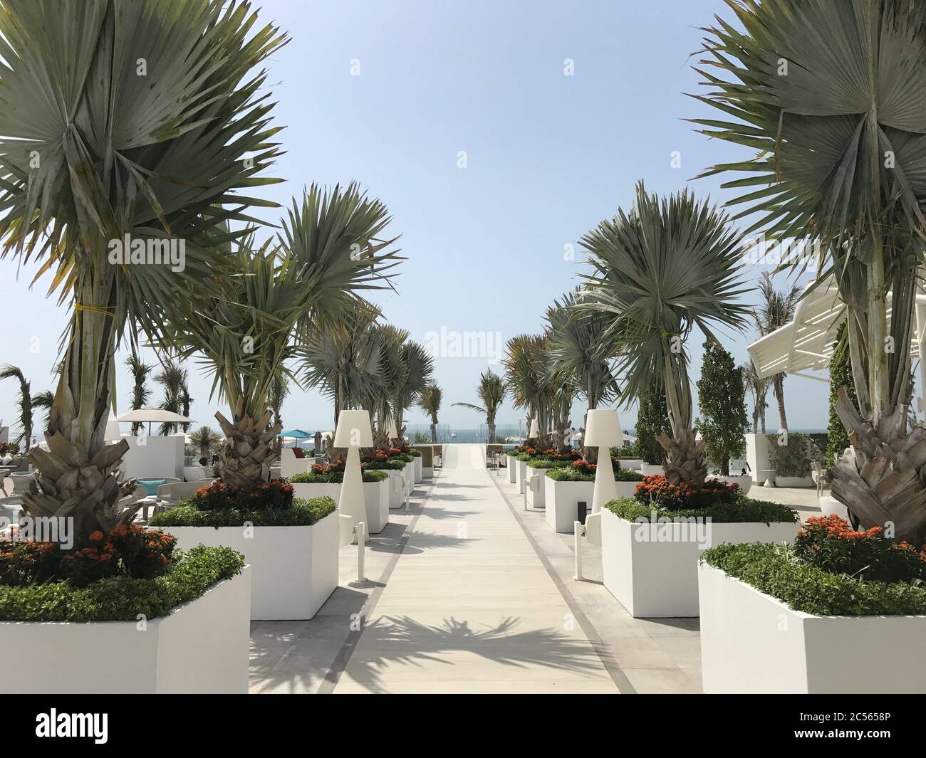 White pathway surrounded by tropical trees and flowers under a blue sky ...
