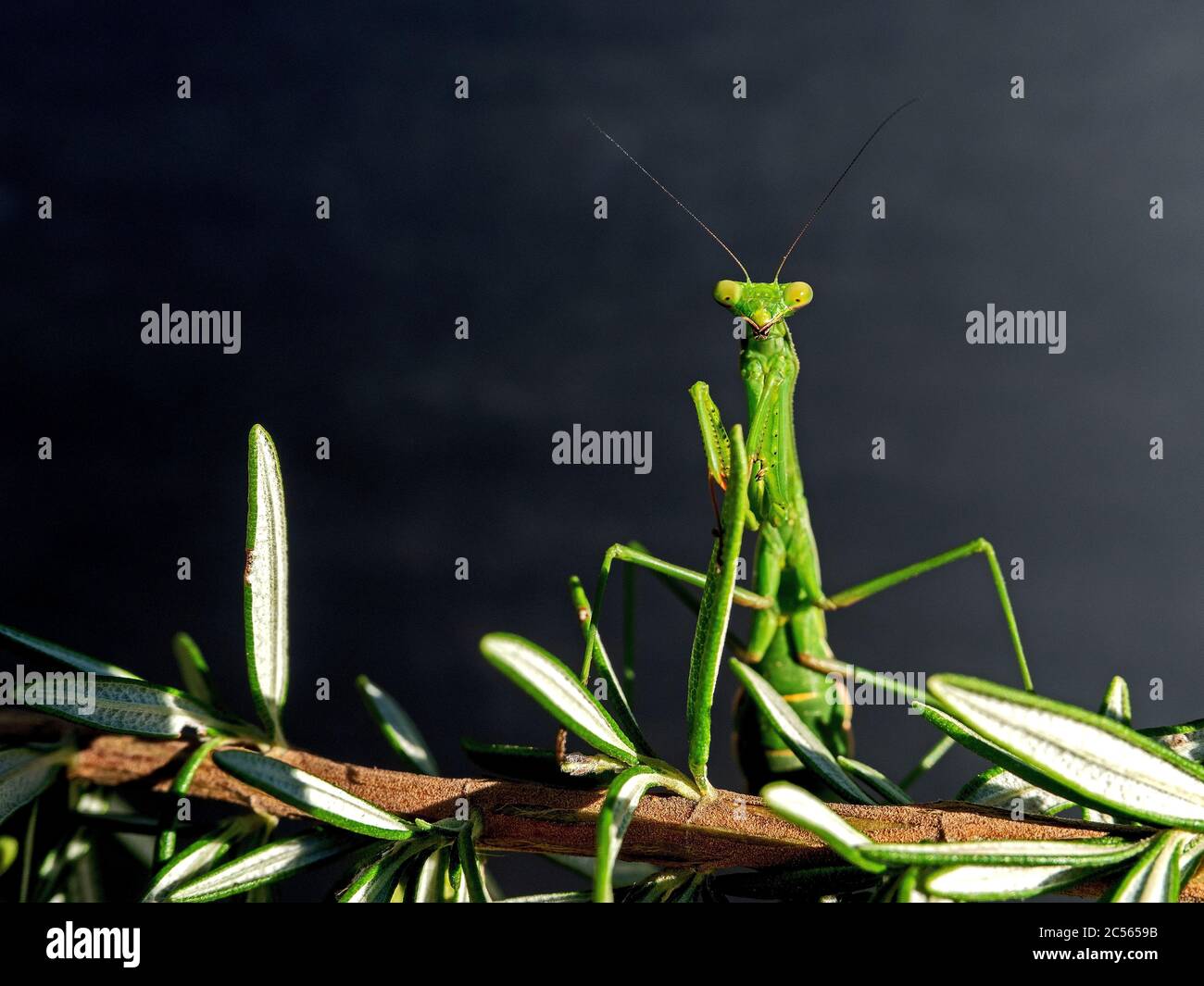 Australian praying mantis hi-res stock photography and images - Alamy