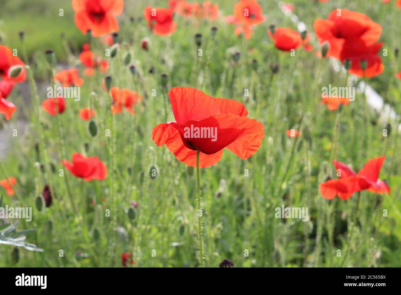 Beautiful scenery of a field of poppy flowers Stock Photo - Alamy