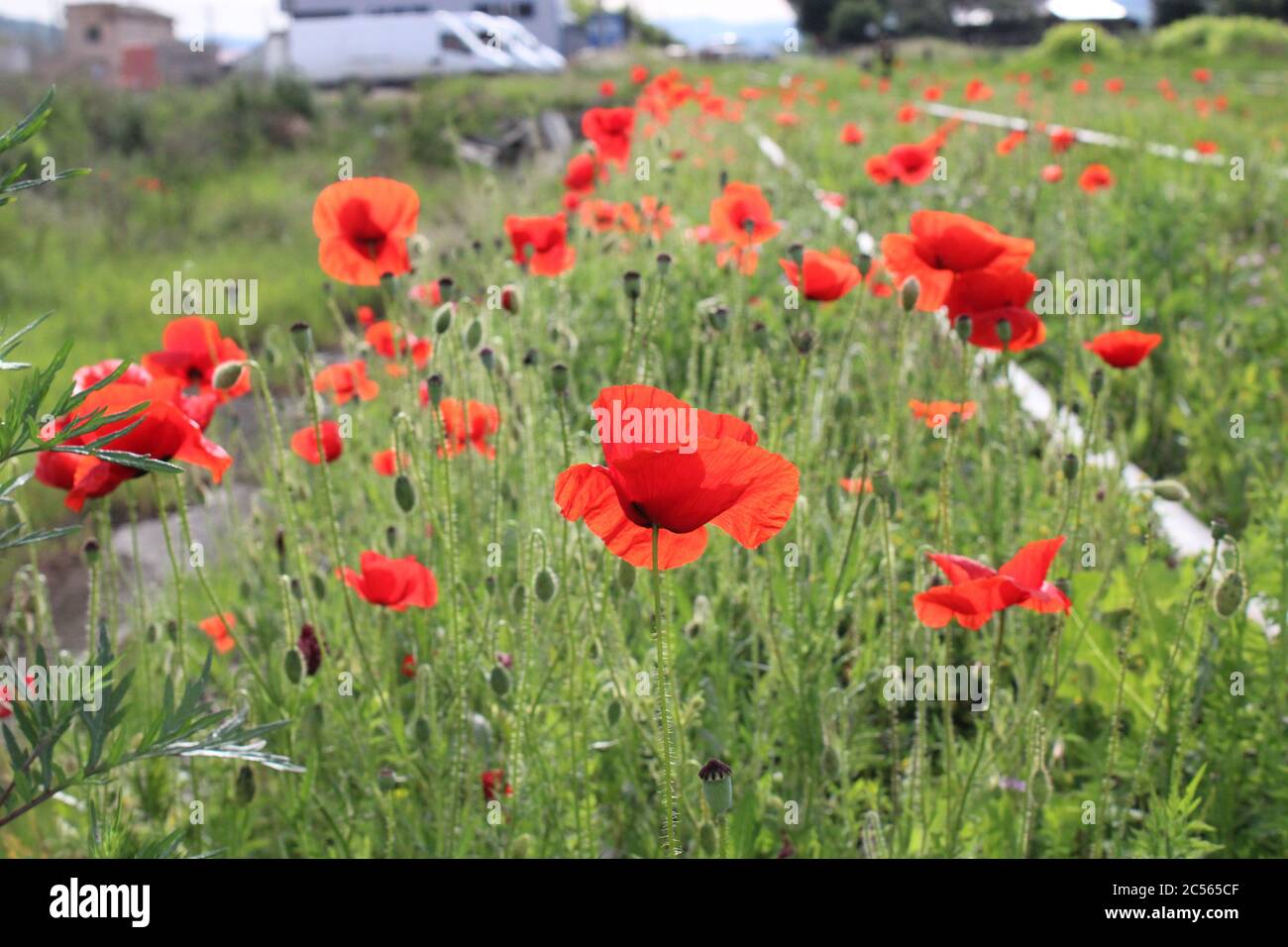 Beautiful scenery of a field of poppy flowers Stock Photo - Alamy