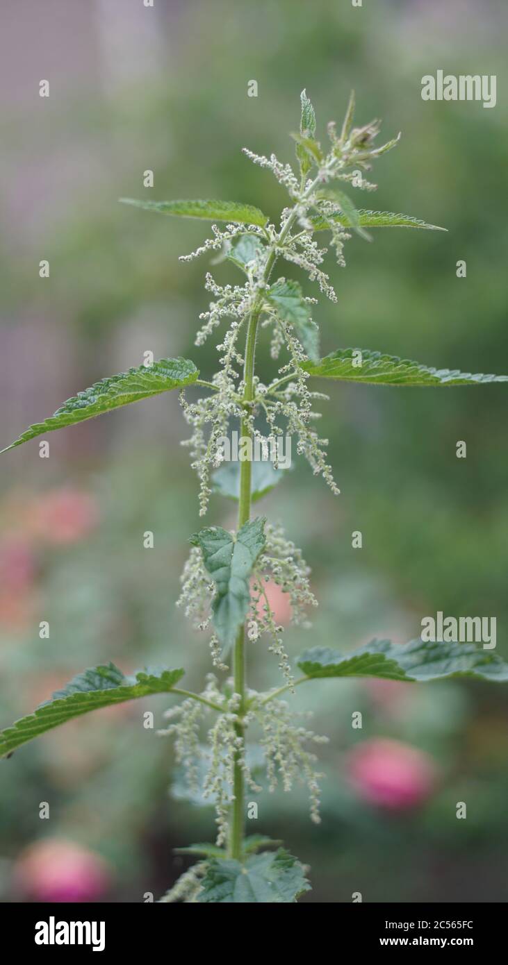 Earth nettle hi-res stock photography and images - Alamy