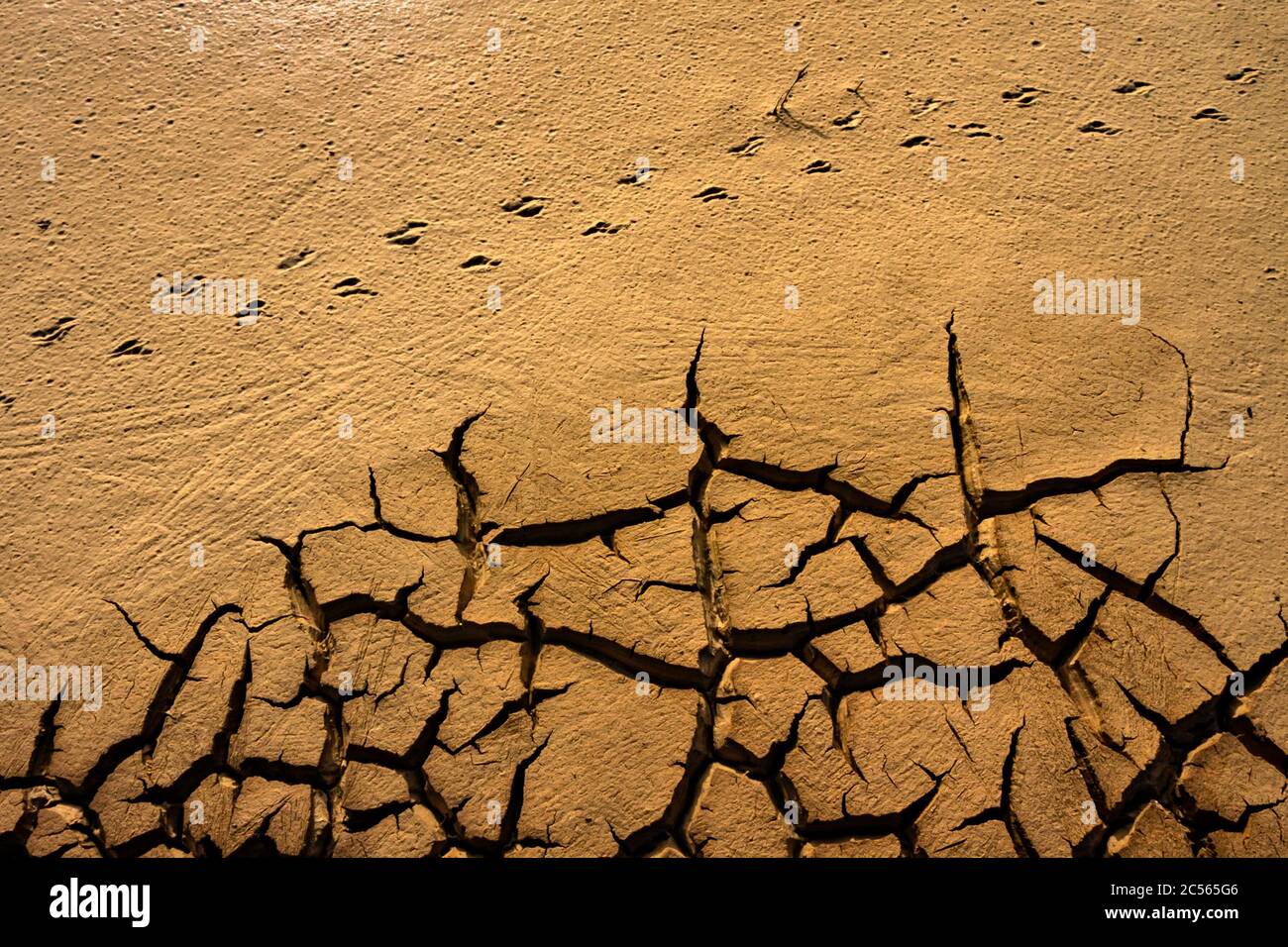 Dry land. Drought in nature. Footprints of birds. Yellow nature ...