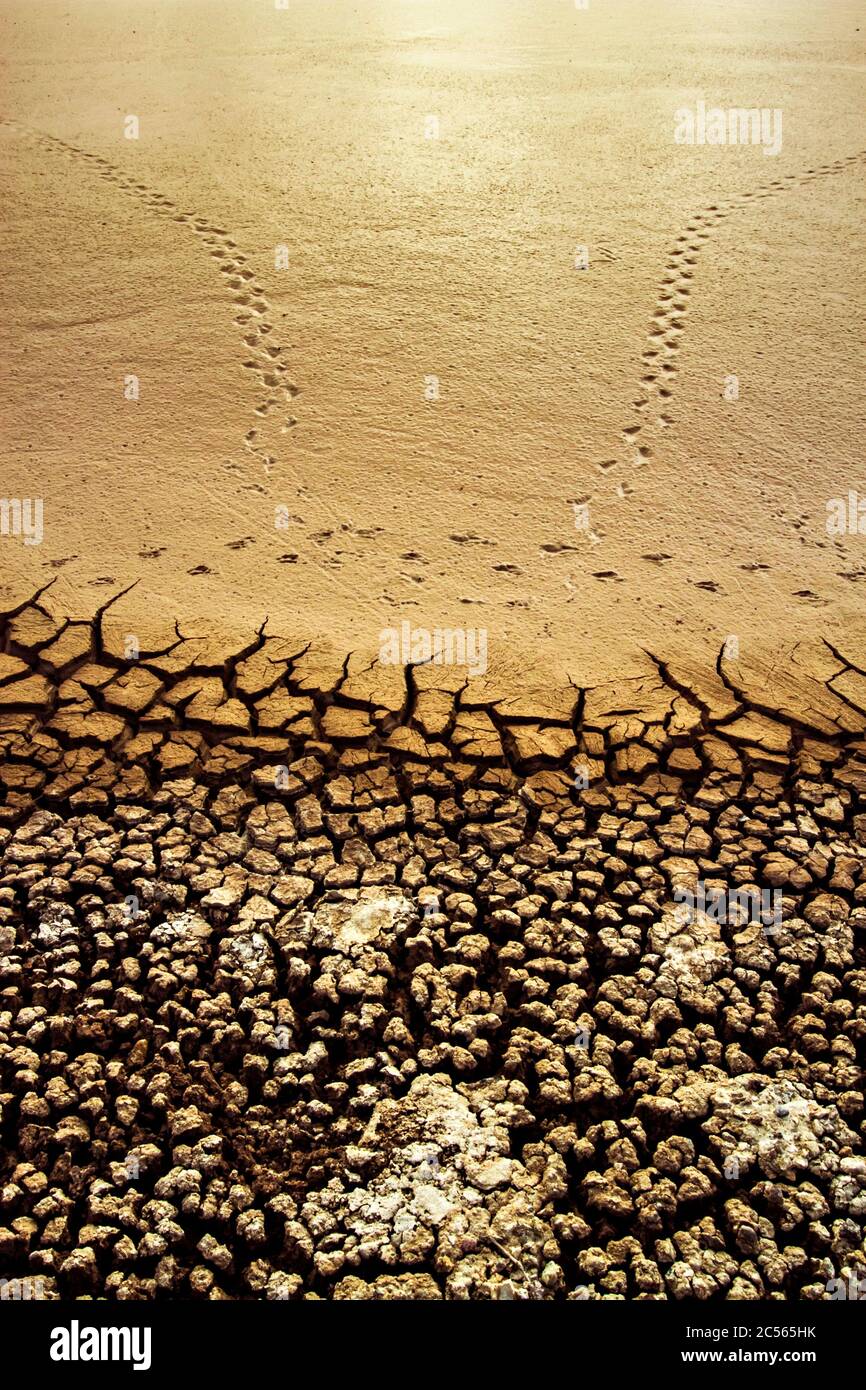 Dry land. Drought in nature. Footprints of birds. Yellow nature ...