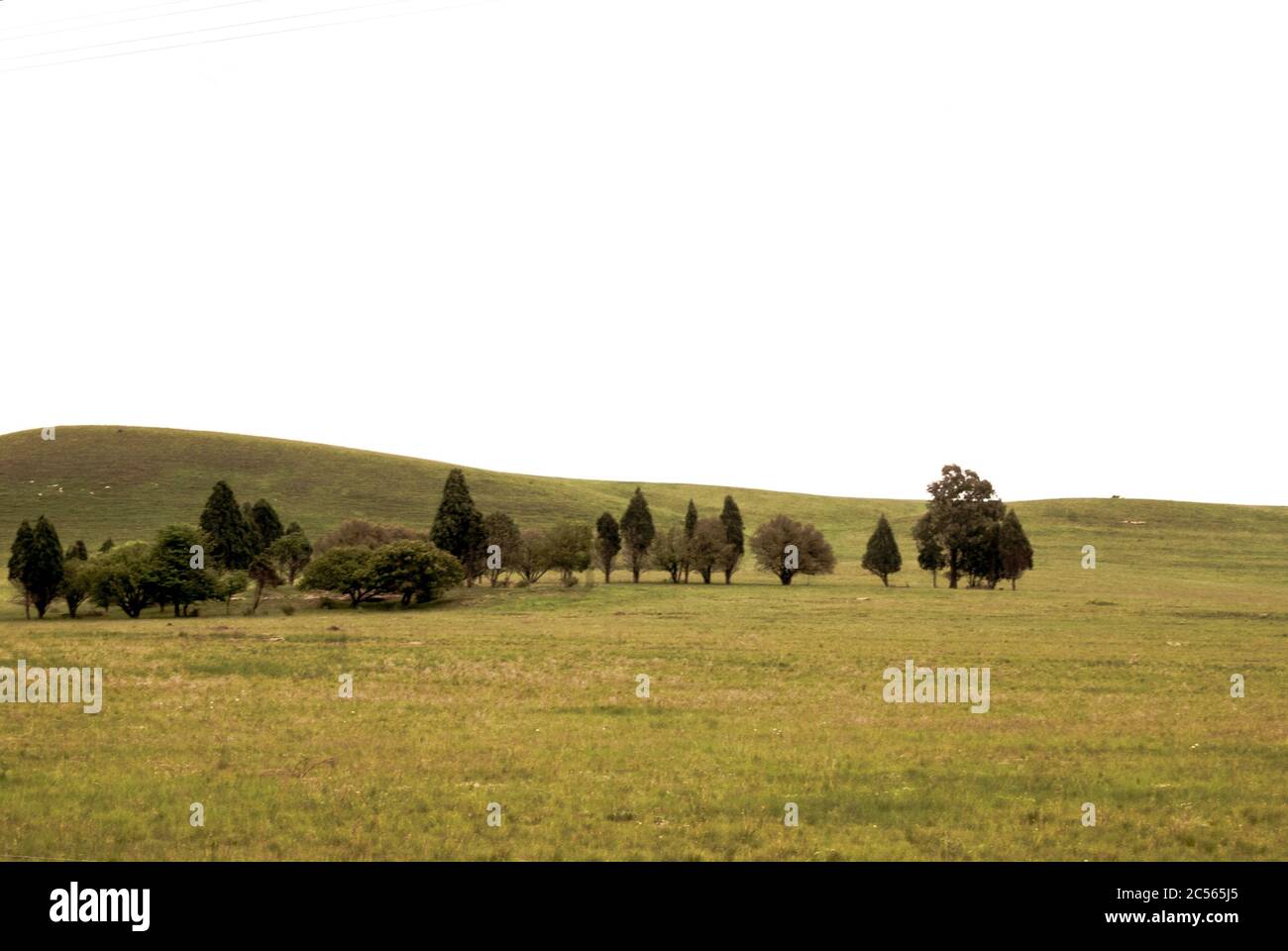 Beautiful scenery of trees growing in a grass field Stock Photo - Alamy