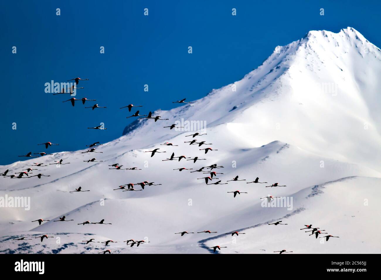 Winter Snow Cold Flamingo Flamingos High Resolution Stock Photography ...