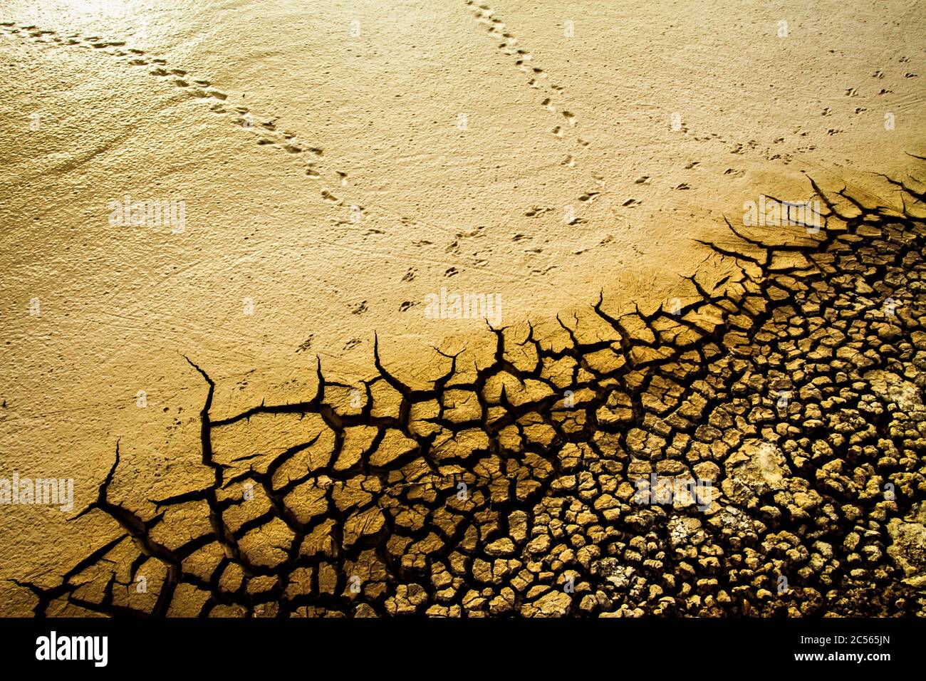 Dry land. Drought in nature. Footprints of birds. Yellow nature ...