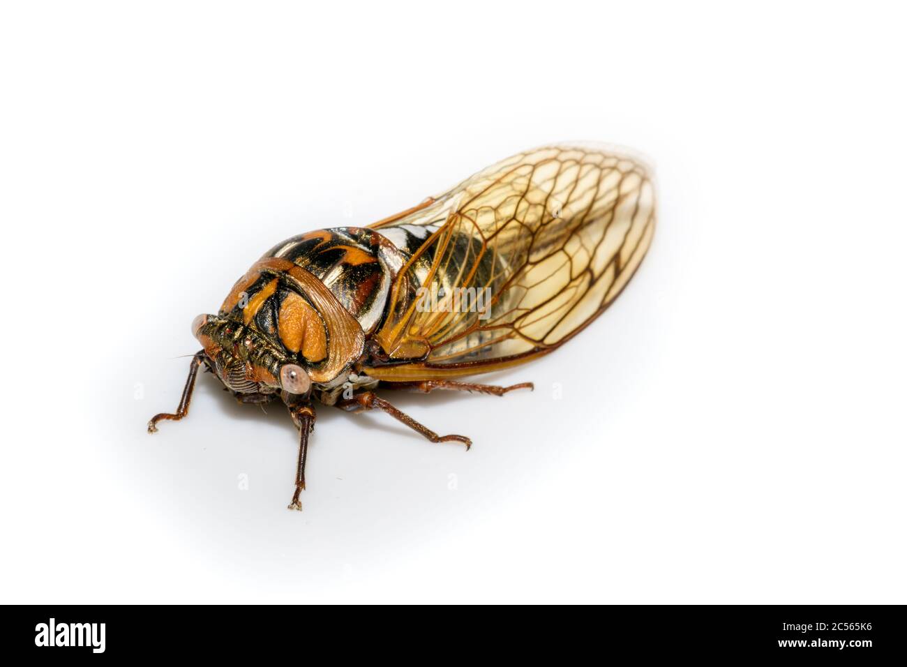 bush cicada or giant grassland cicada - Megatibicen dorsatus - on white ...